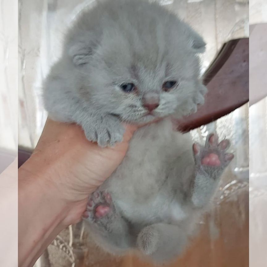 Шотландская лиловая красотка