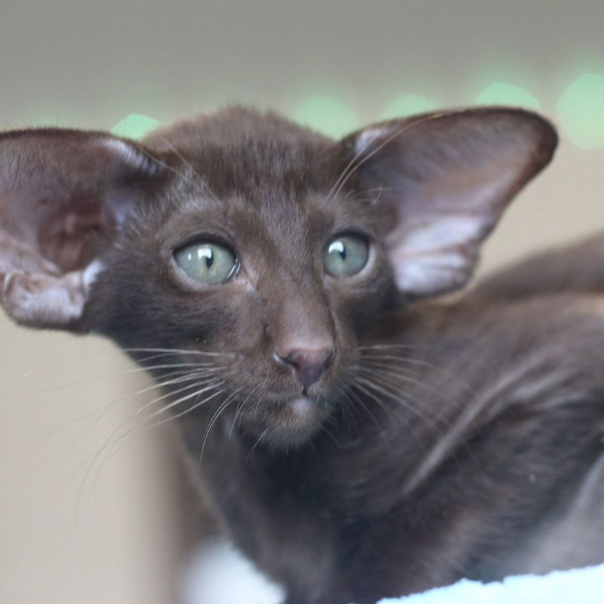 Шоколадный мальчик. Дорого