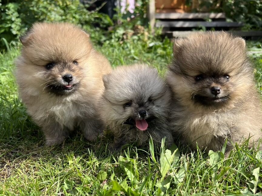 Померанский шпиц