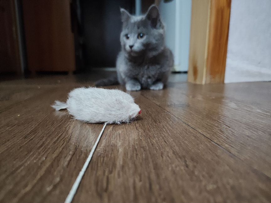 Кошечка крысоловка