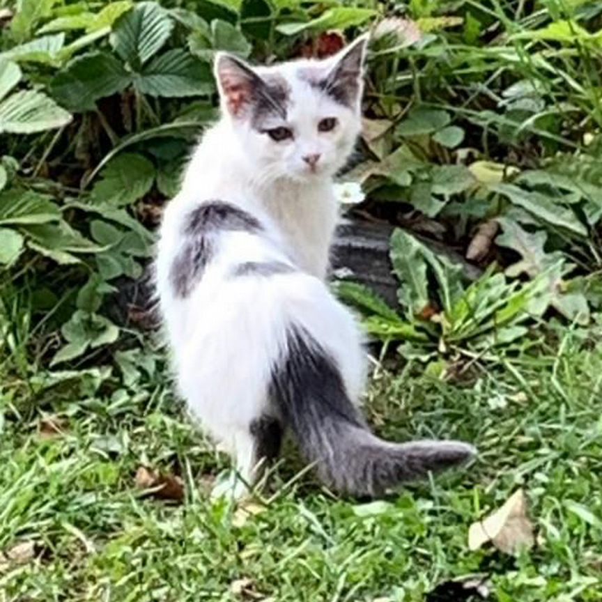 Котёнка в добрейшие руки