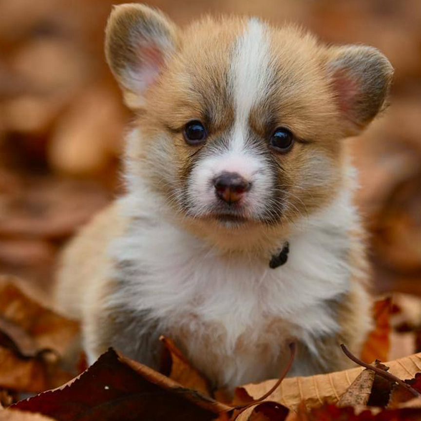 Вельш Корги Пемброк, щенок