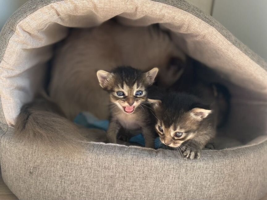 Абисинский котенок (помесь)