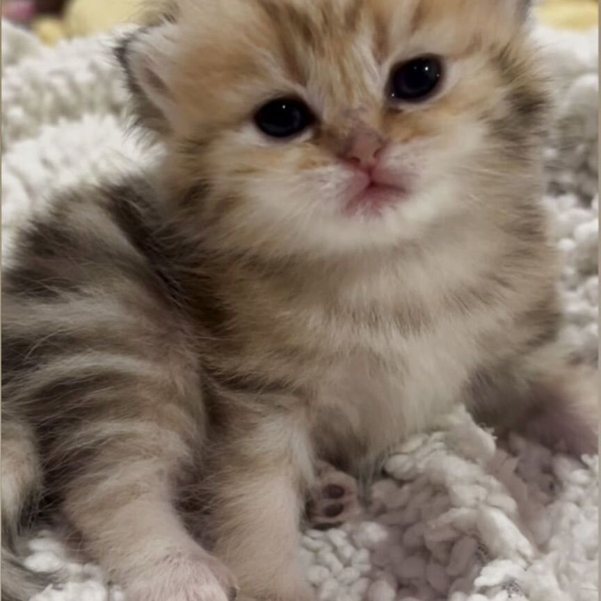 Шотландские котята