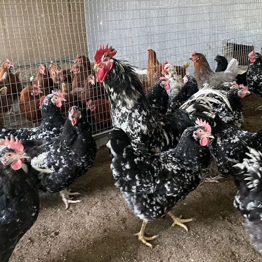 Австралорп черно пестрый инкубационное яйцо