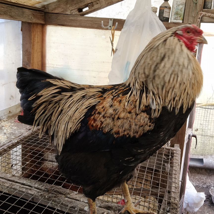 Молодые петухи