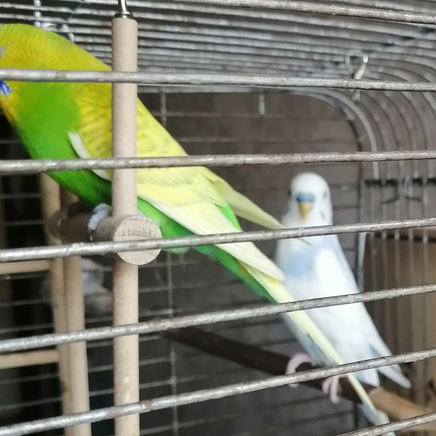 Волнистый попугай