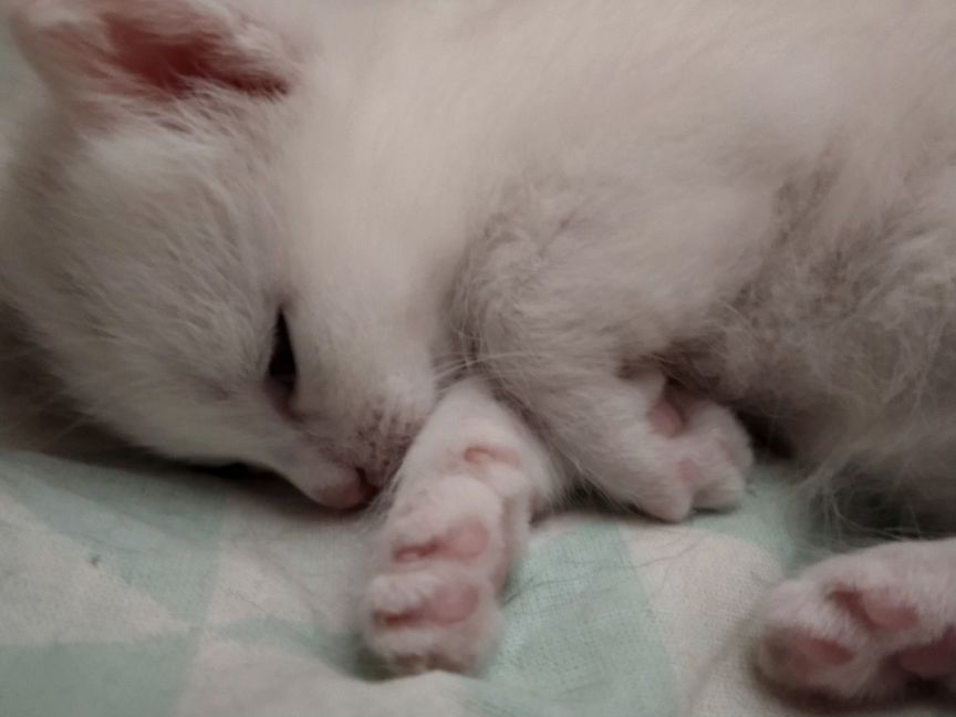 Отдам котят