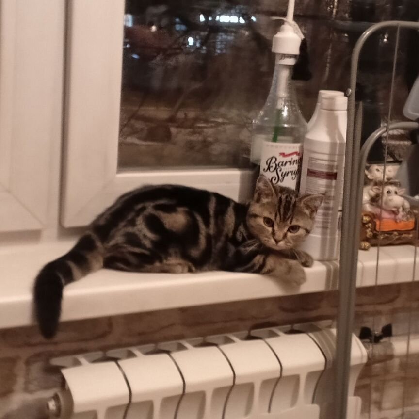 Британский котик