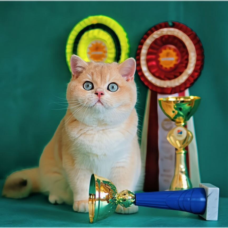 Британский короткошёрстный котёнок