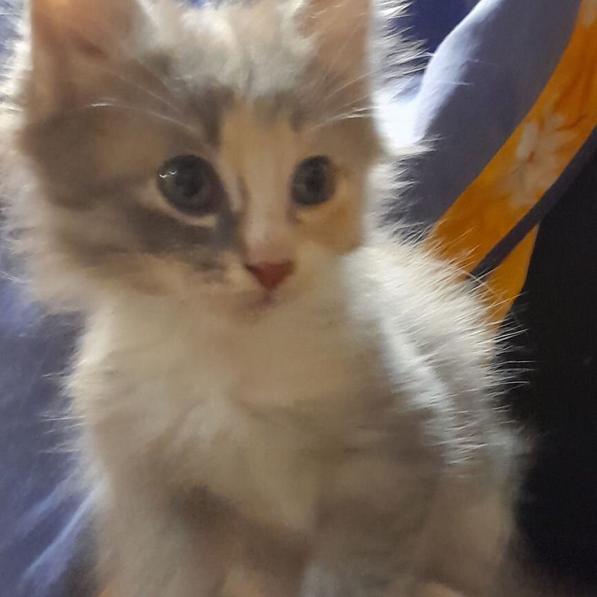 Котята бесплатно