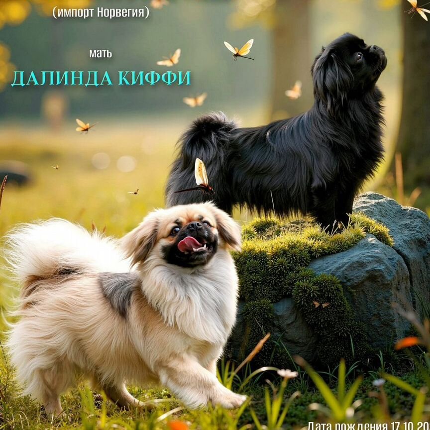 Тибетский спаниель