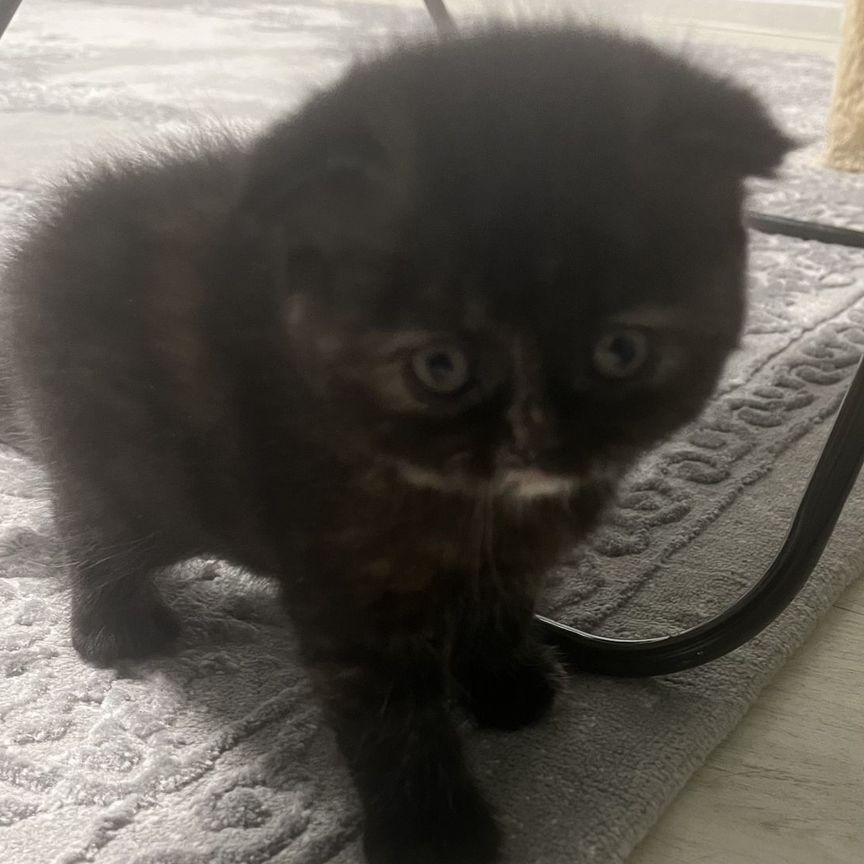 Экзотический короткошёрстный котёнок