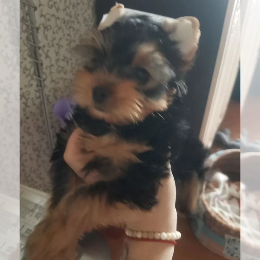 Йоркширский терьер, щенок