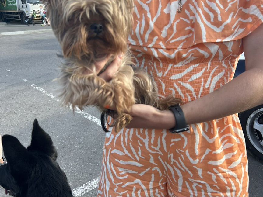 Найдена собака