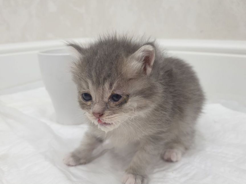 Кошка в дар бесплатно