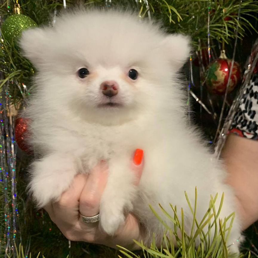 Померанский шпиц, щенок