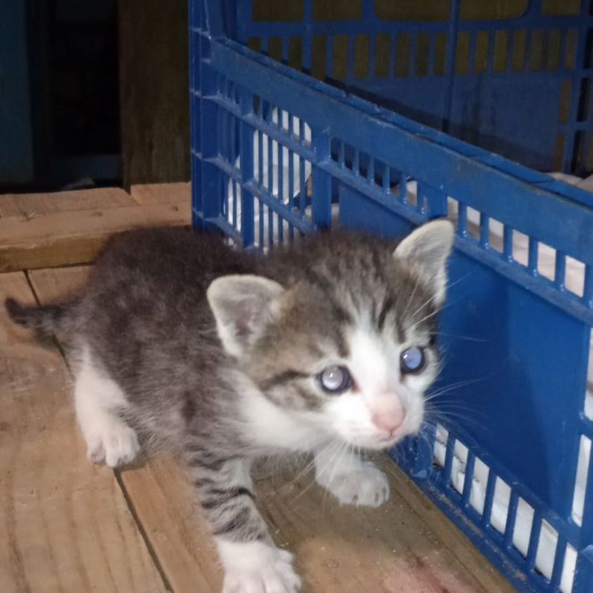 Котята