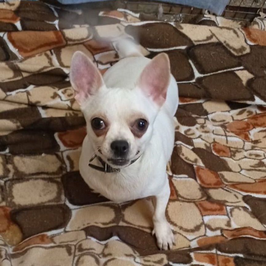 Чихуахуа Снежа