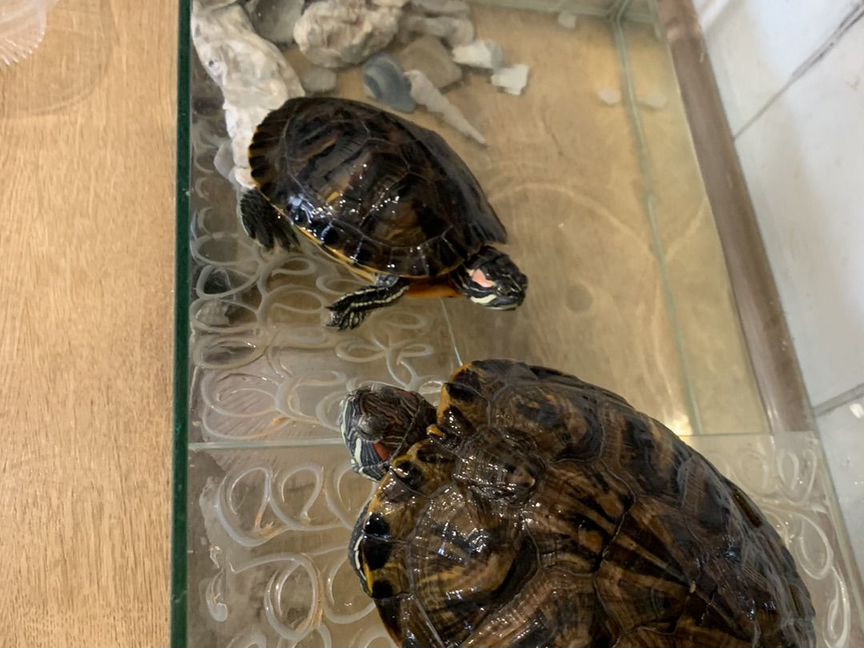 Две черепахи с аквариумом