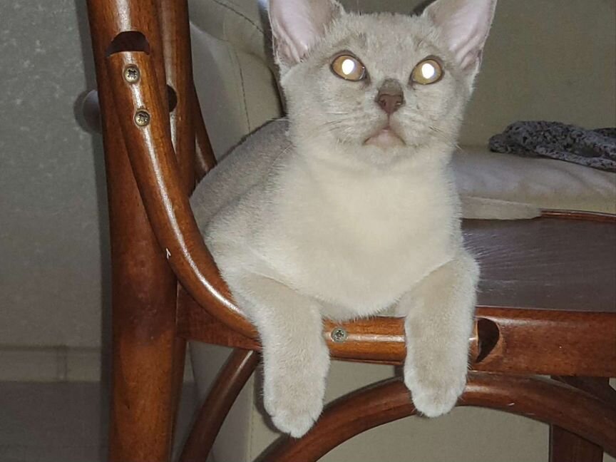 Лиловая бурманская девочка