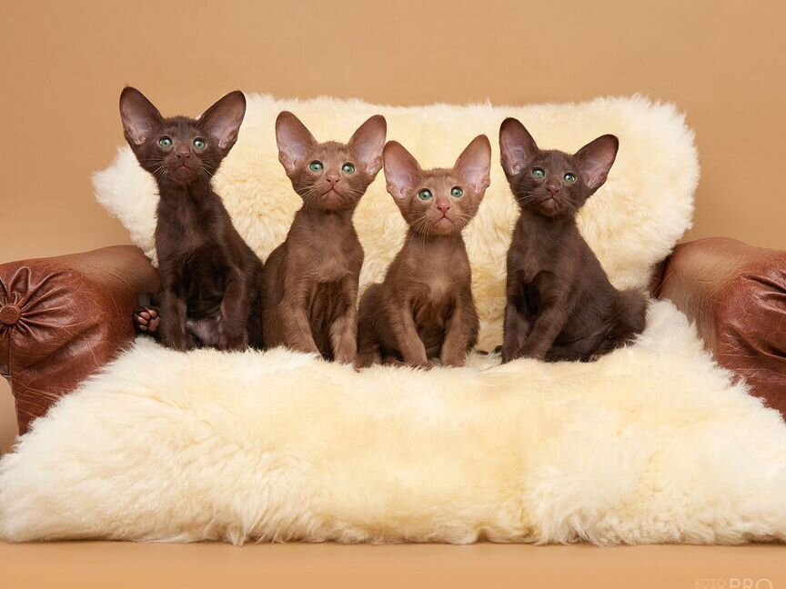 Ориентальные котята