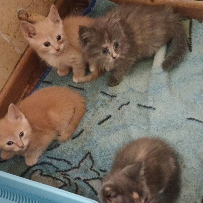 Мейн-кун котёнок