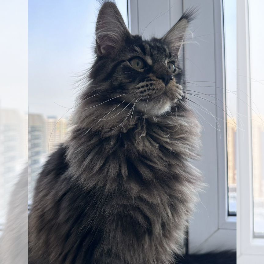 Мейн-кун котёнок