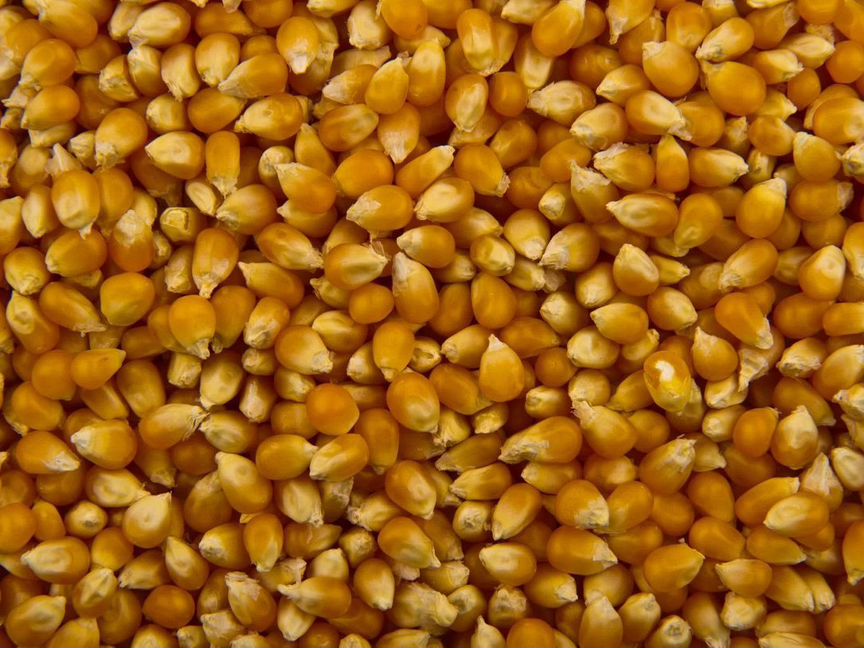 Кормовая пшеница