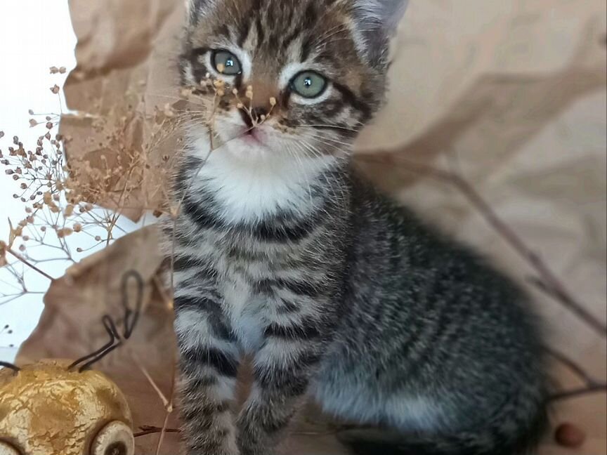 Котёнок в добрые руки