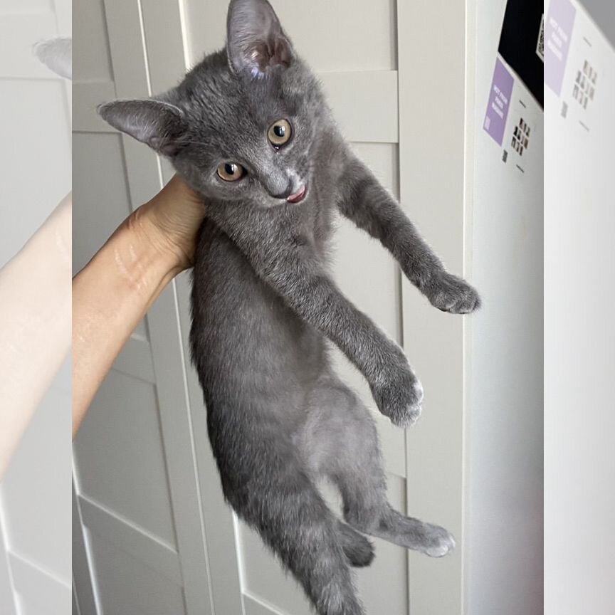 Серый котенок