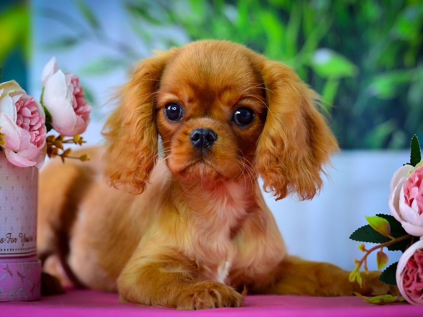 Милая кукольная красотка кавалерочка