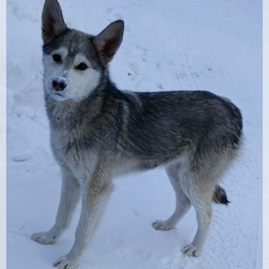 Сибирский хаски, щенок