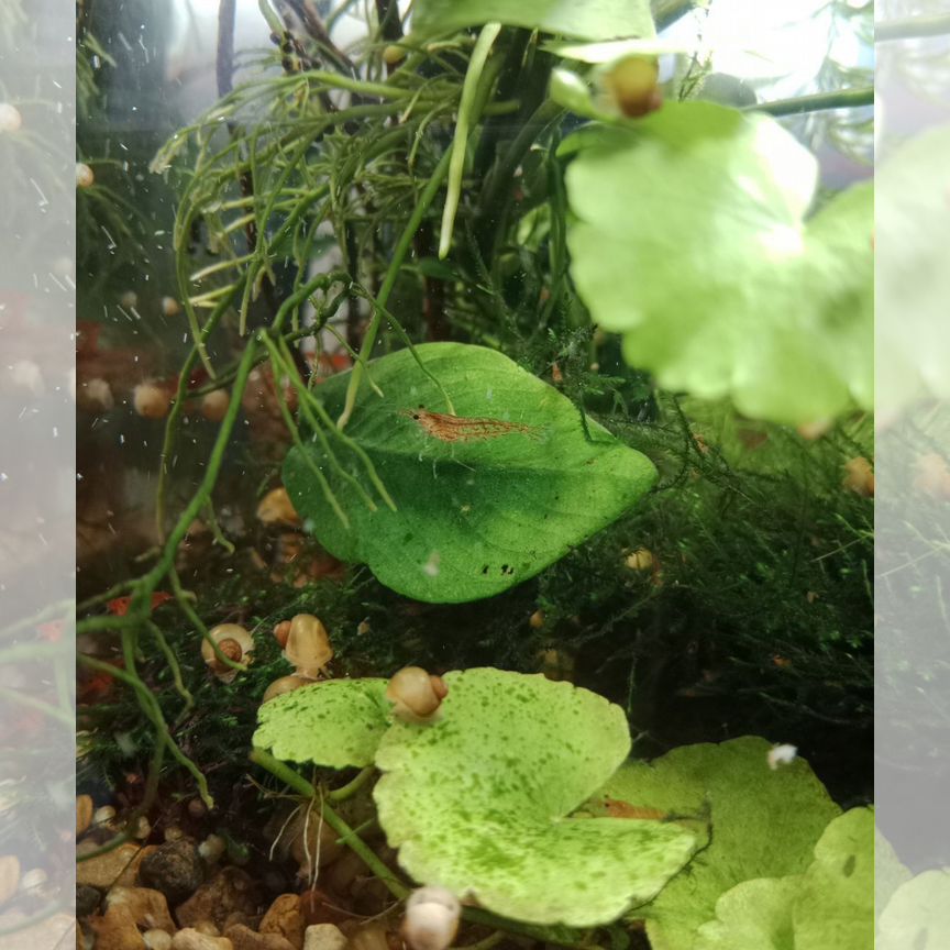 Креветки и улитки ампулярии