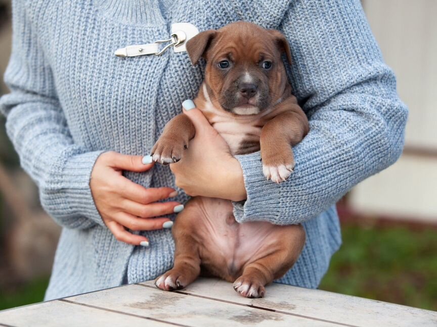 Амстафф мальчик (питомник)