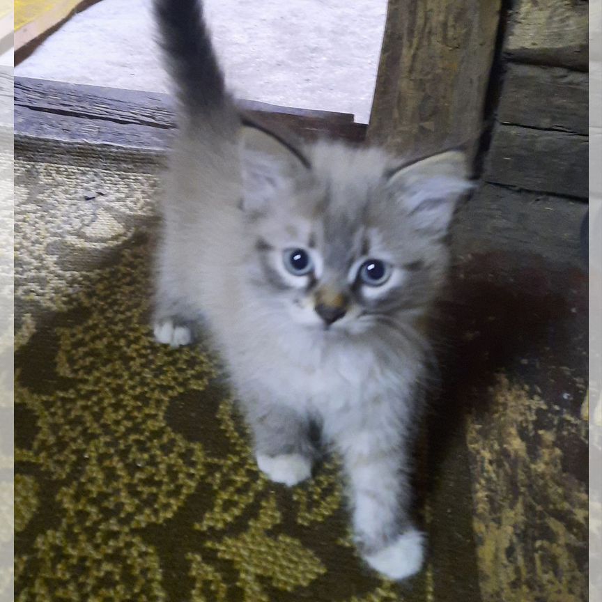 Котята в добрые руки бесплатно мальчик и девочка