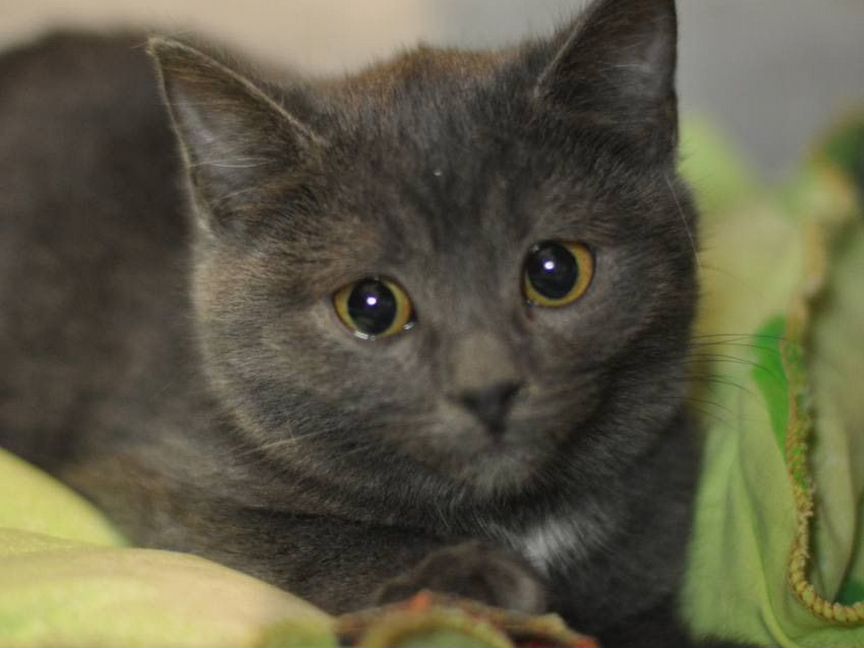 Котята британцы