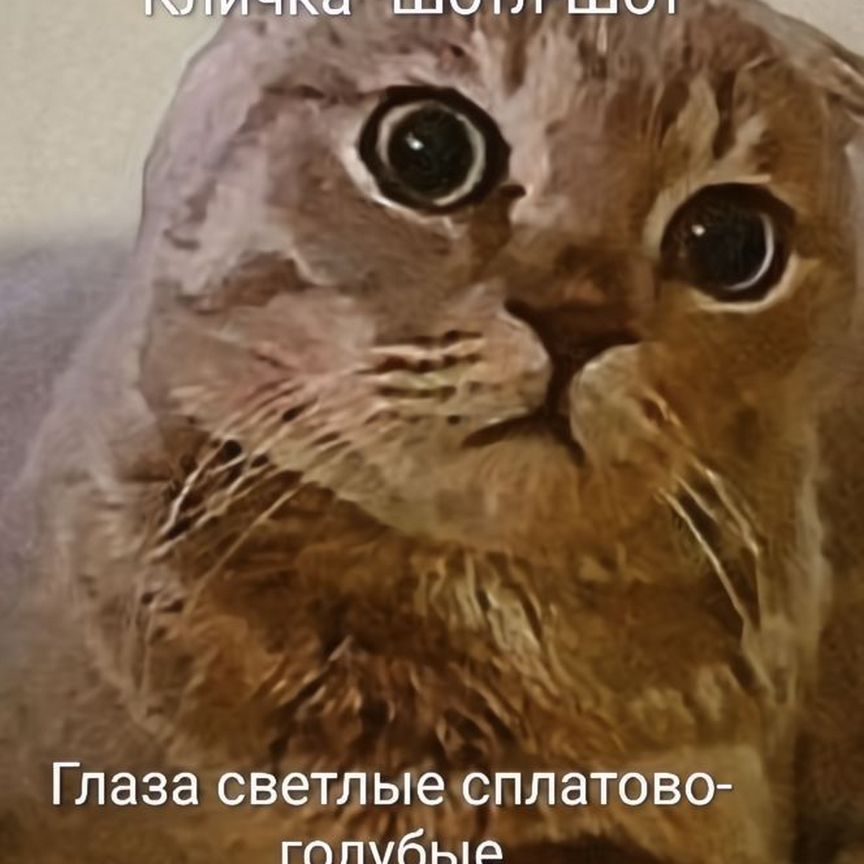 Шотландский прямоухий короткошёрстный, взрослый кот