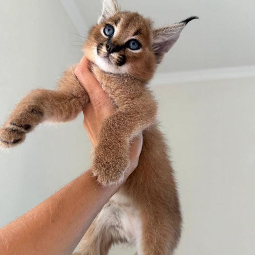 Котята каракет ф1