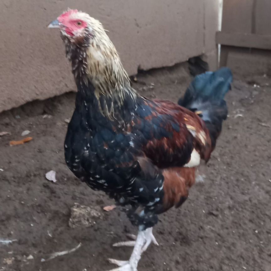 Петушок фавероль