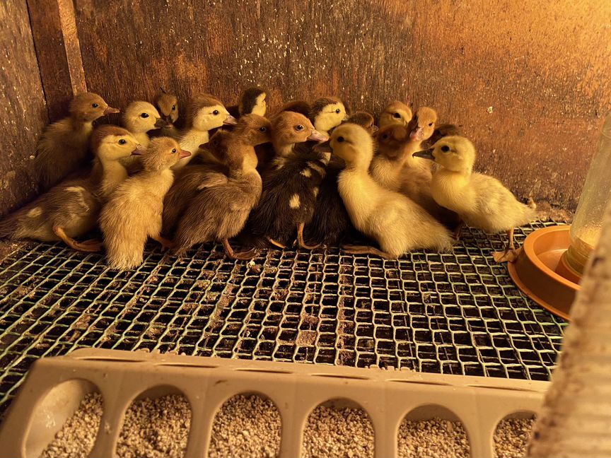 Индоутята тяжелой линии