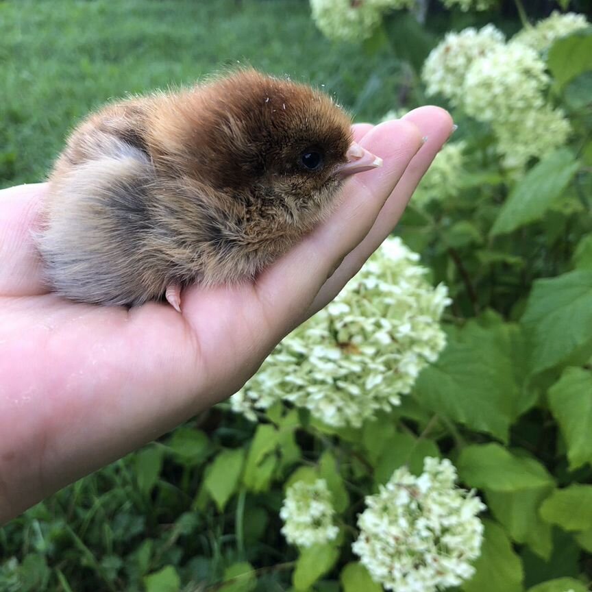 Кучинская юбилейная
