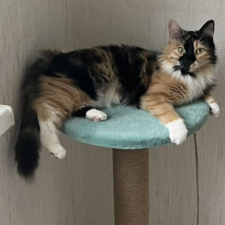 Взрослая, кошка в добрые руки