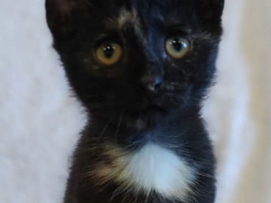 Ласковая котенок Черутти 4 месяца в дар