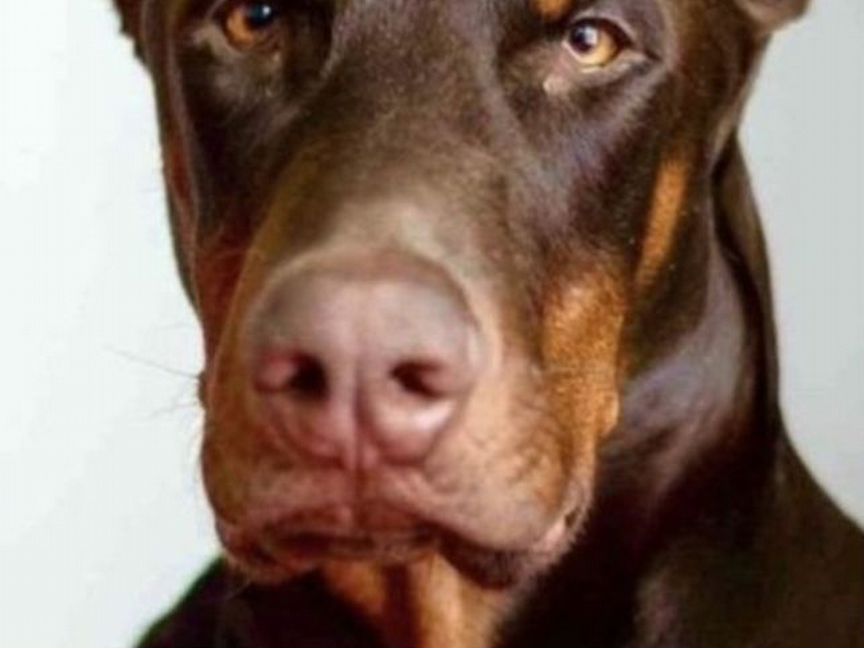 Щенок добермана