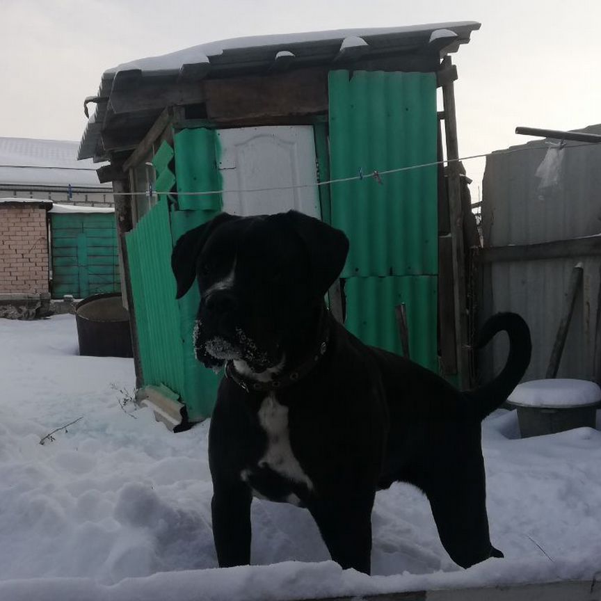Продам щенка кани Корсо. 11месяцов