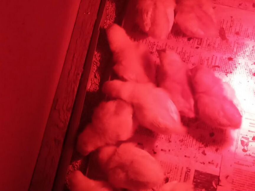 Петушки Ломан Браун