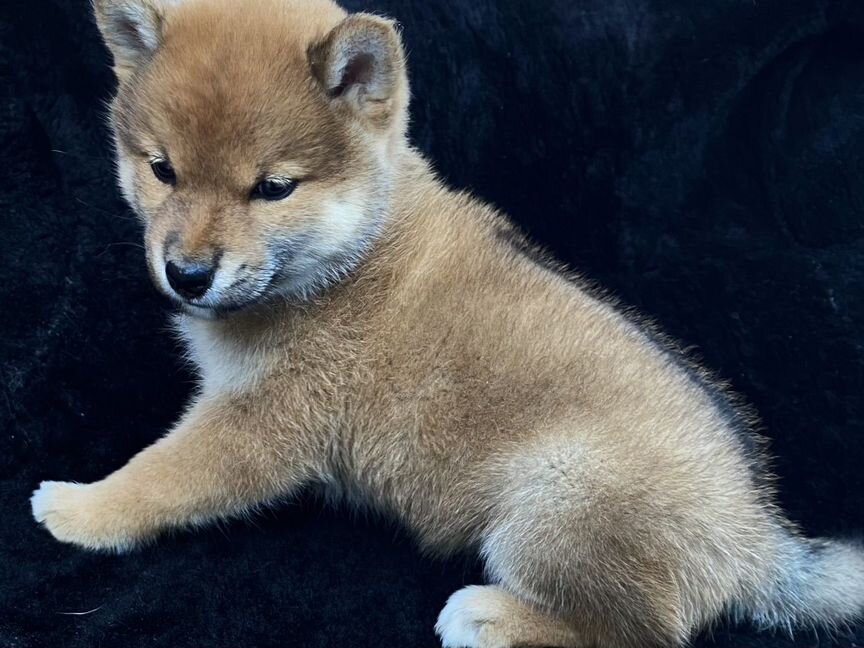 Девочка сибка