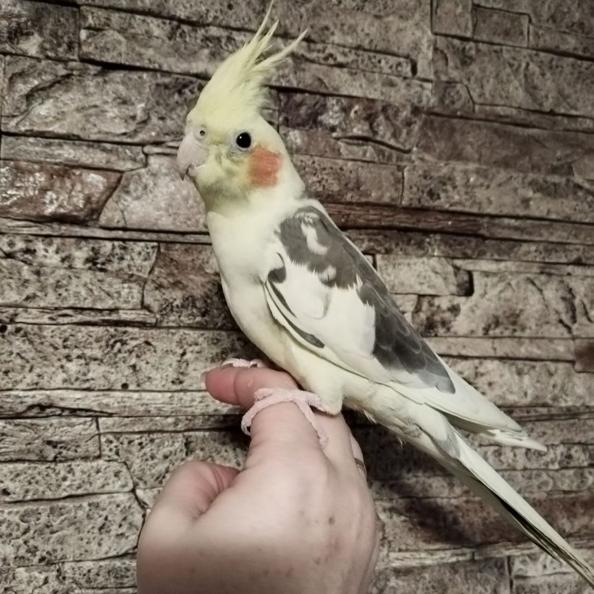 Попугай корелла