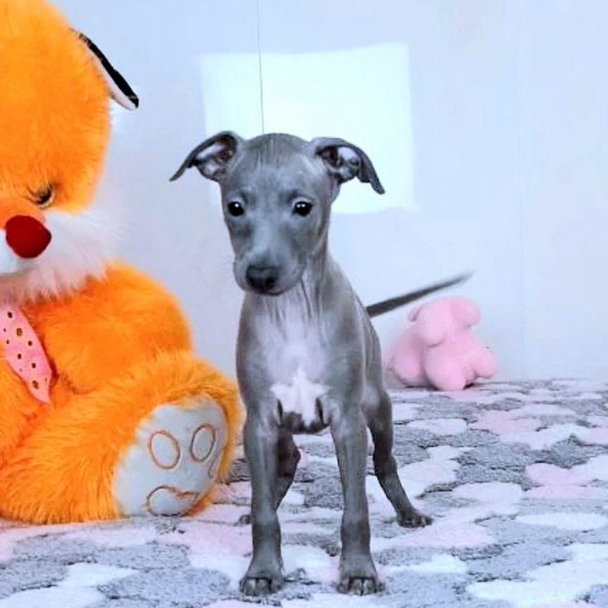 Левретка, щенок